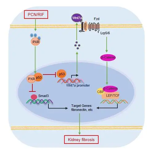张晓燕&管又飞团队合作揭示核受体PXR与肾脏疾病的关系